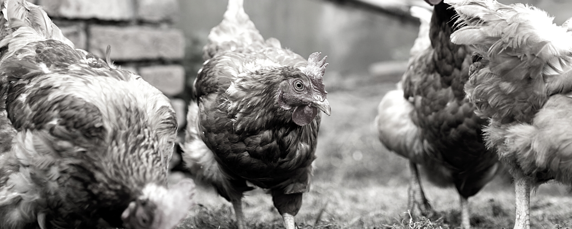 EggTrack - Better welfare for egg laying hens | Compassion